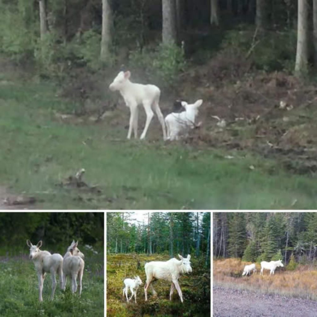 The extremely rare and adorable pair of albino twin elk calves have ...