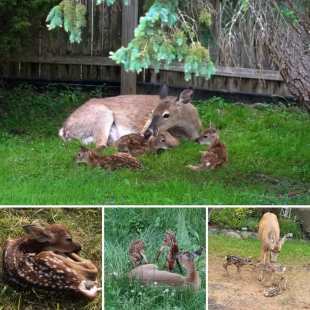 Not two but three! A couple witnessed a rare sight in their backyard ...