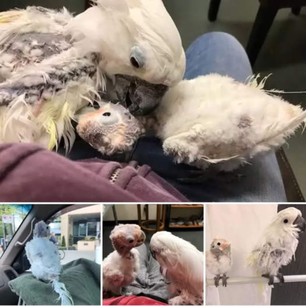Friendship makes many people cry! The bird visited his sick friend in ...