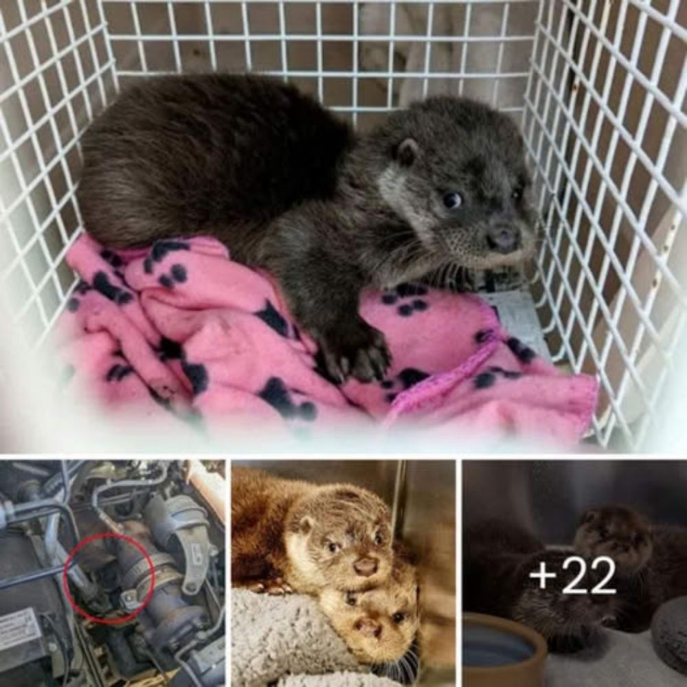 From Shell to Heart: Rescued Snapping Turtle Finds Joy in Cuddling with ...