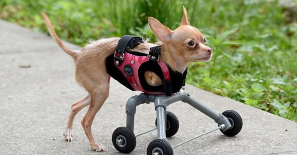 Lost and Crying: A Stranded Baby Sloth, Abandoned on the Beach, Touches ...