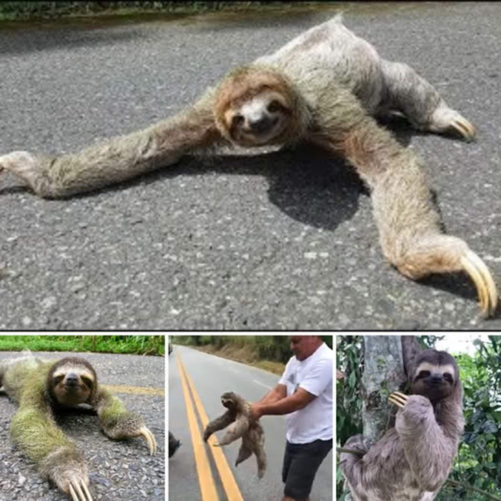 “You’re safe now, little one.” A cold, helpless hedgehog finds warmth ...