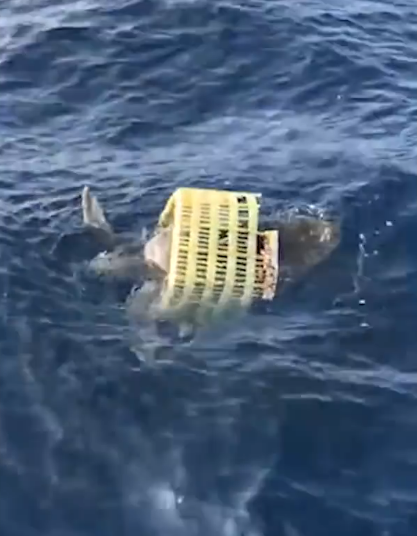 Fishermen Turn Heroes: Trapped Sea Turtle Freed from Plastic, Swimming ...