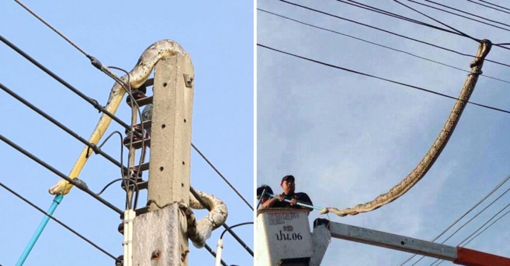 A Life on the Line: Rescuers Spend Two Hours Saving a Stranded 10ft ...