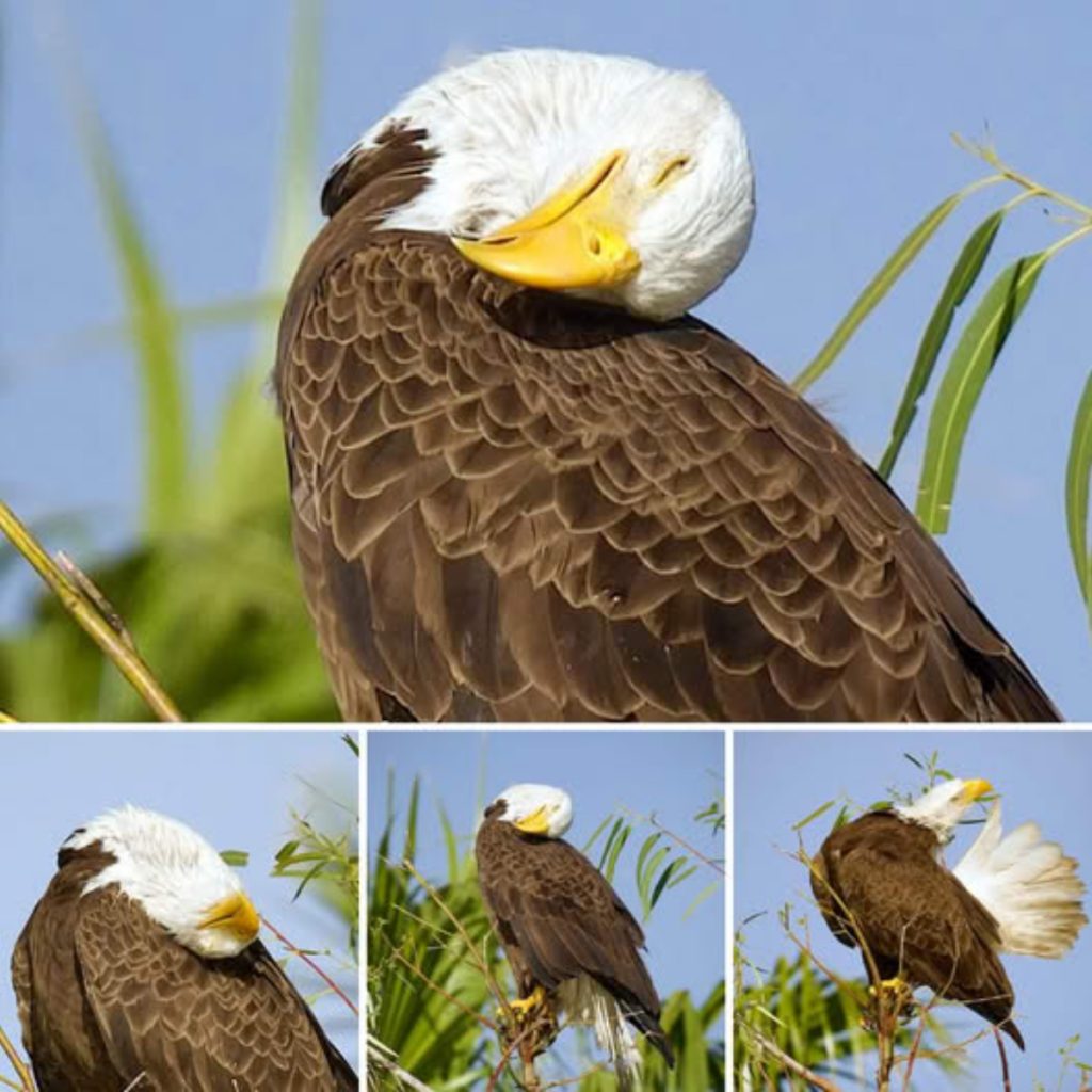 Un perro parapléjico y un pequeño lechón forman un vínculo ...