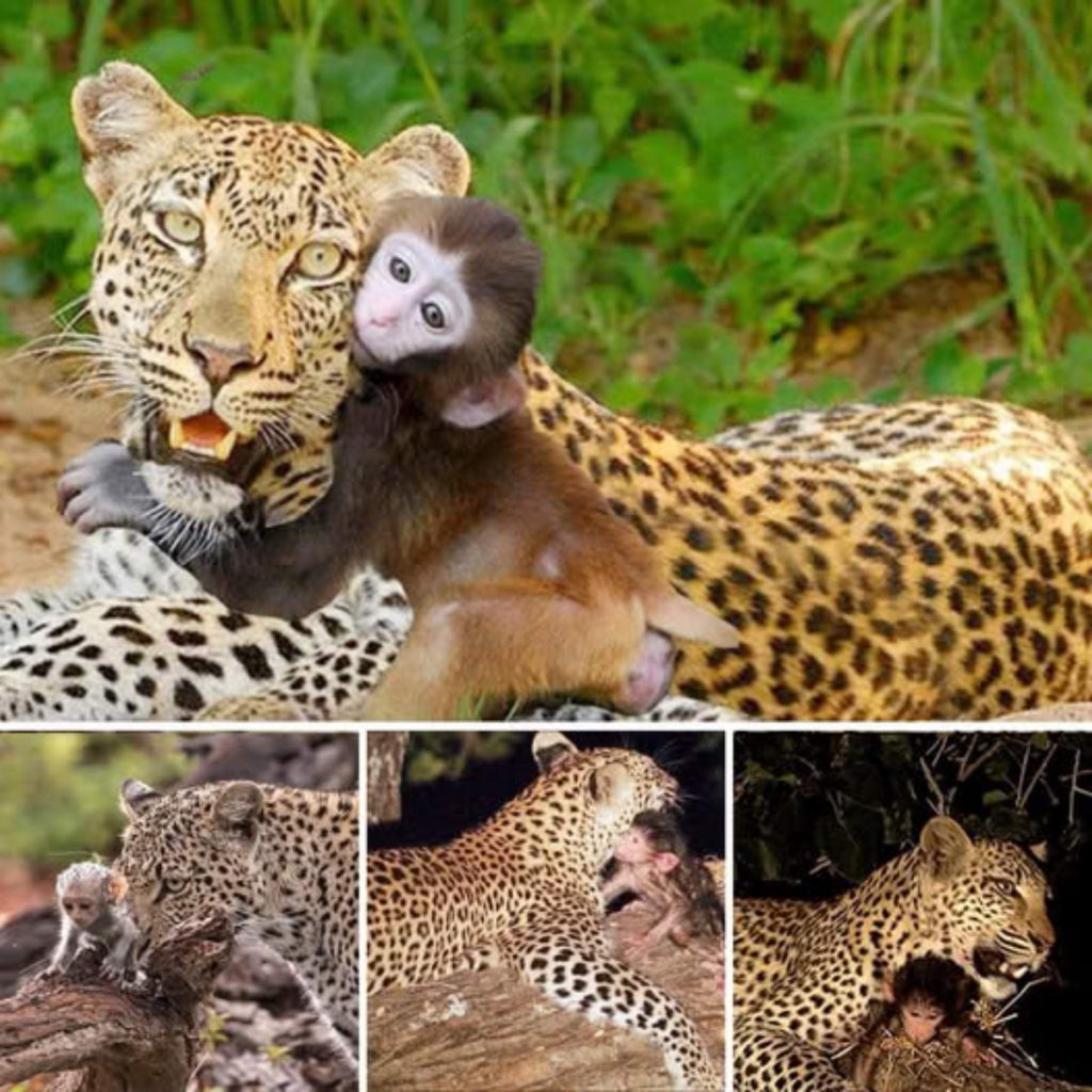 Heartwarming Surprise: Leopard Becomes an ᴜпexрeсted Caretaker for an ...