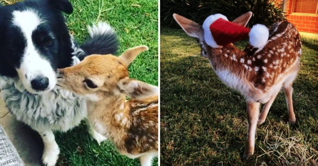 “You Are Not Alone”: Abandoned Fawn with One Leg Missing Finds Love ...