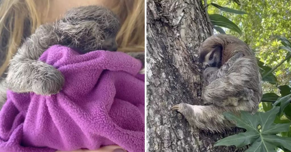 A Mother’s Love Prevails: Sloth Reunites with Her Lost Baby, Clutching ...