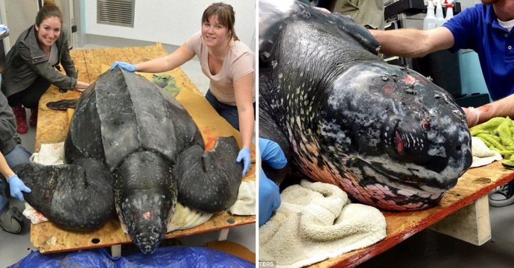 From Despair to Freedom: Yawkey the Leatherback Turtle Overcomes ...