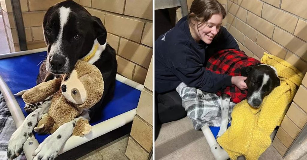 Shelter Dog Clings to Her Plush Sloth, Hoping Each Day Brings Her ...