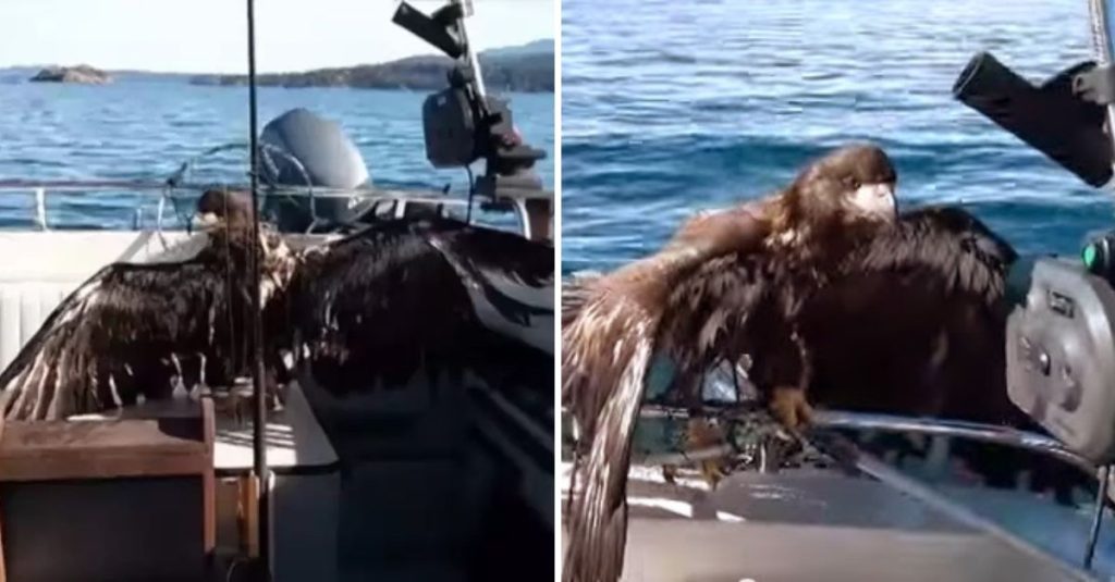 Too Tired to Fly—Exhausted Bald Eagle Rescued at Sea by a Kind ...
