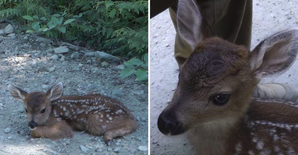 Lost but Hopeful: Orphaned Baby Deer Mistakes Kind Logger for Mother ...