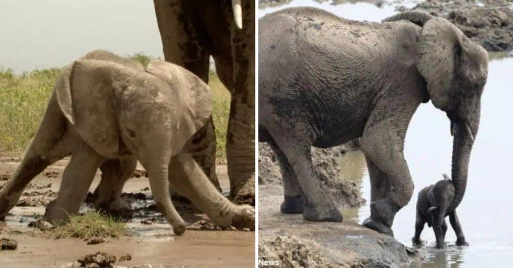 A Mother’s Sacrifice: Elephant Risks Her Life to Save Her Baby from the ...