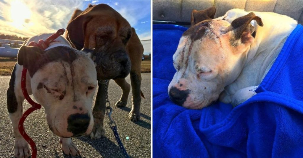 From Pain to Peace: Abused Animals Experience Love and Safety for the ...