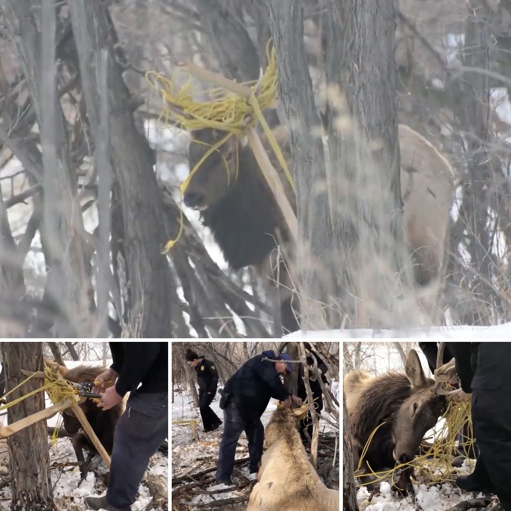 “I can’t move, please help!” the moose cried, ensnared by ropes around ...