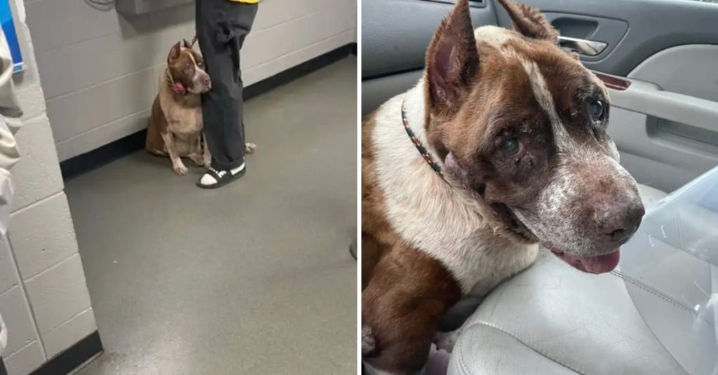 With trembling paws and pleading eyes, the dog clung to his owner’s leg ...