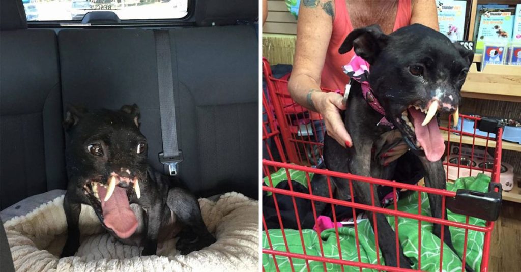 Despite the scars and pain, this brave dog wags his tail with endless ...