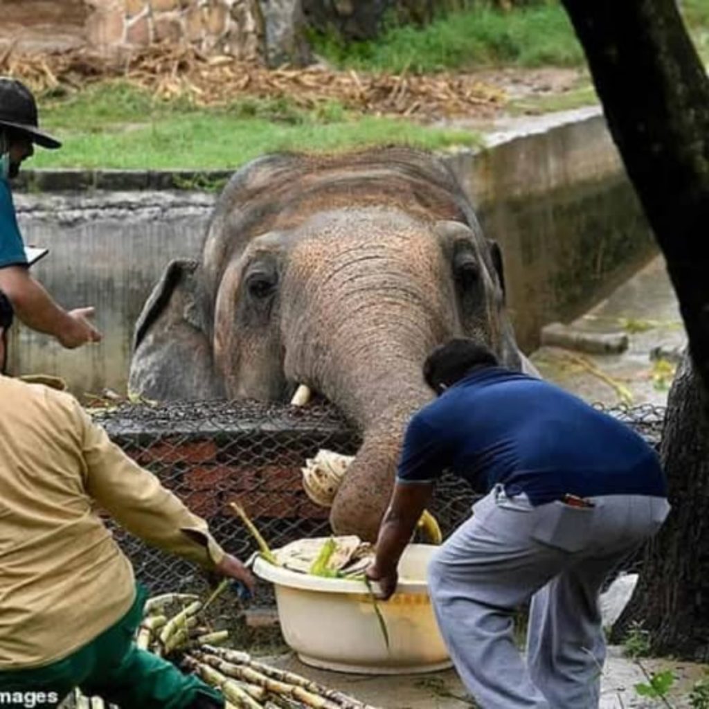 Kaavan the Elephant: A Journey from Solitude to Freedom – Media News 48
