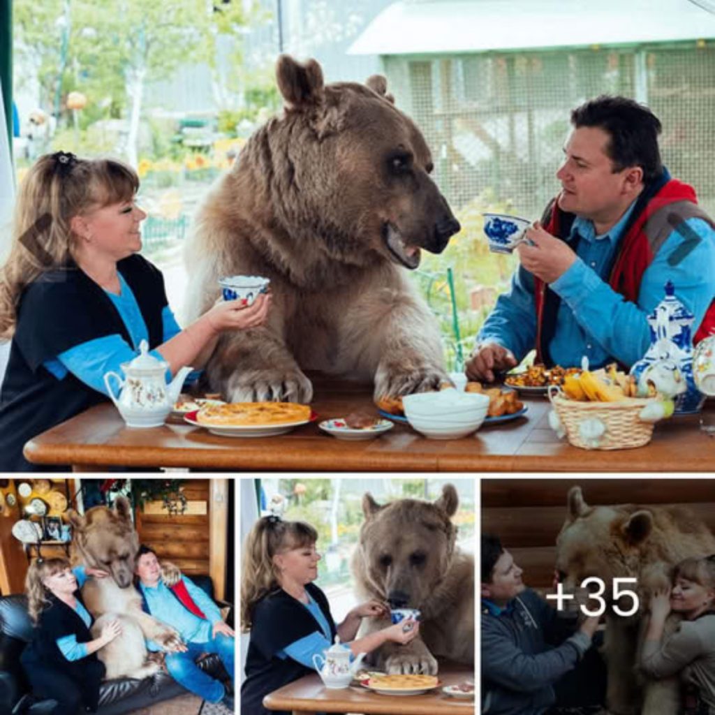 Heartwarming: A Russian couple аdoрted an аЬапdoпed bear cub 23 years ...