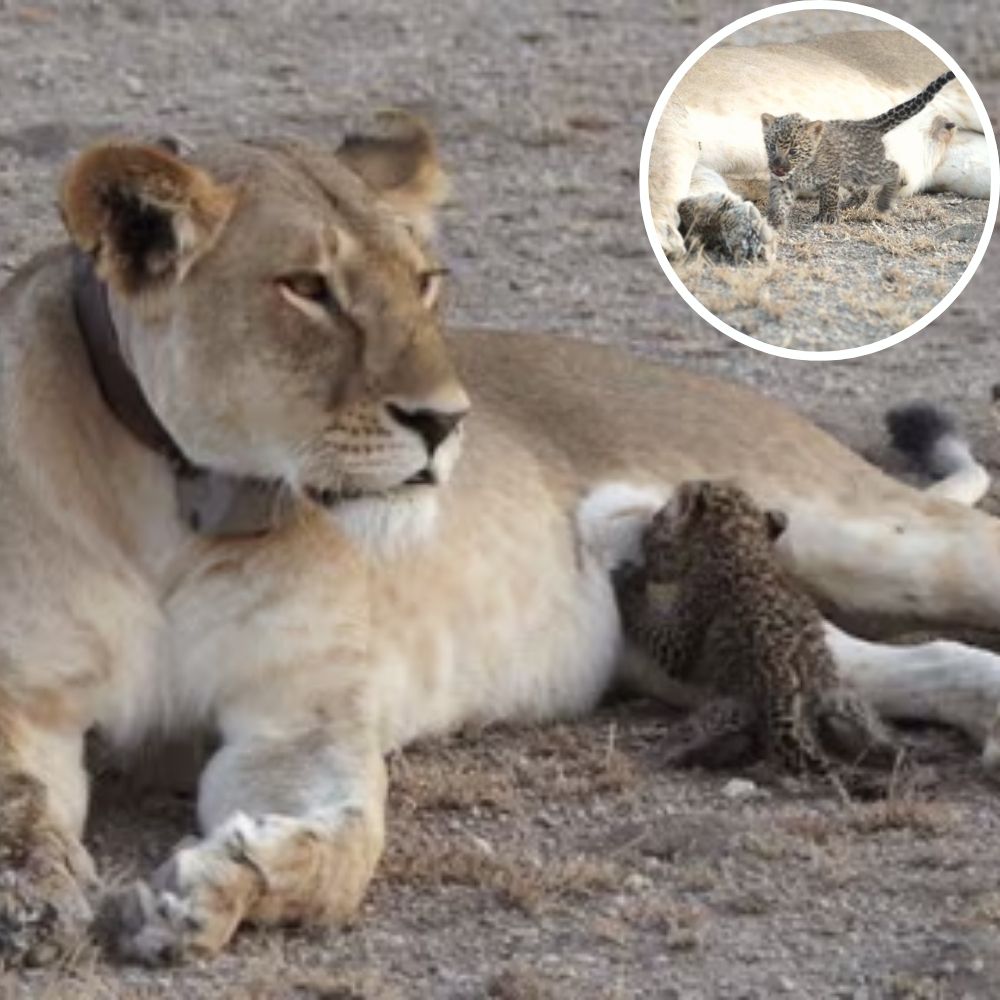 Unbelievable Twist in the Wild: Lioness Defies Nature by Adopting a ...