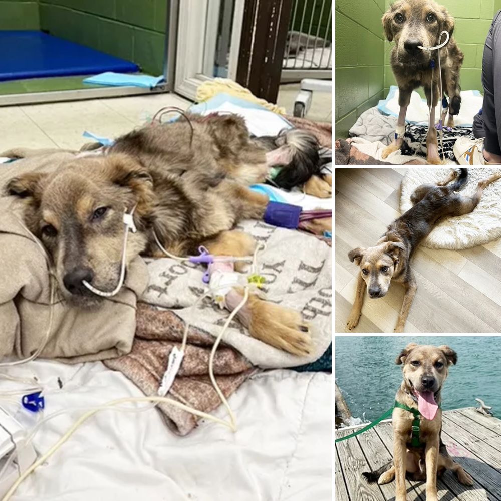 “I’m so hungry…” Dog cries for help in vain, waiting for a fragile ...
