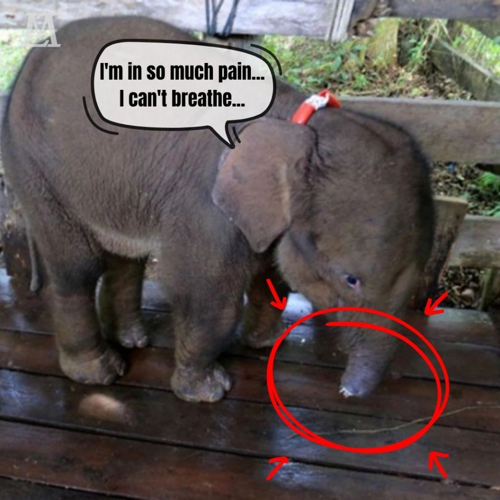 Heart-Wrenching Rescue: Baby Elephant’s Trunk Severed by Poacher’s Trap ...