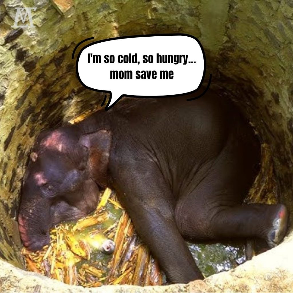 Alone in the middle of a deep, cold well, the baby elephant shivered in ...