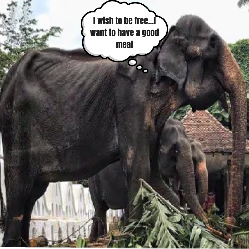 The image of a skinny elephant in Sri Lanka makes anyone who sees it ...