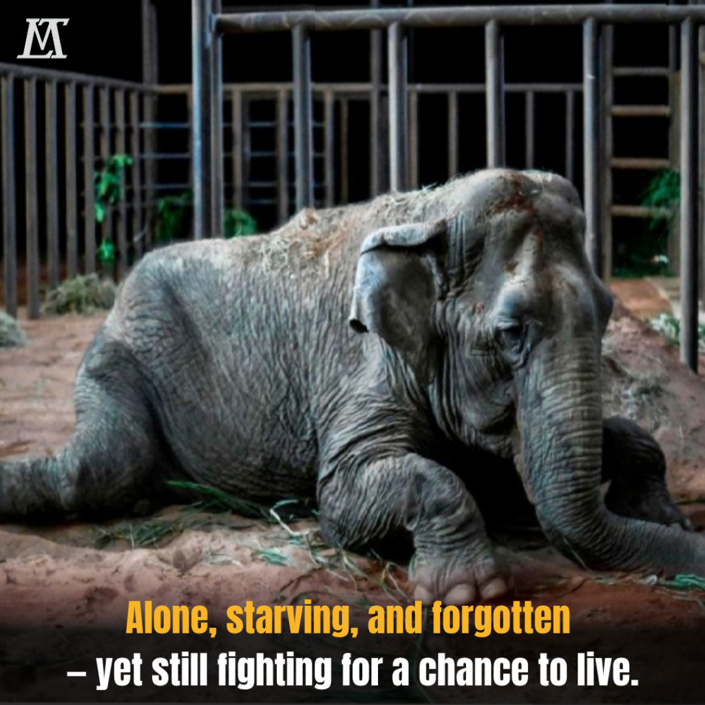 How tragic! Born weak and abandoned by his herd, the tiny elephant grew ...
