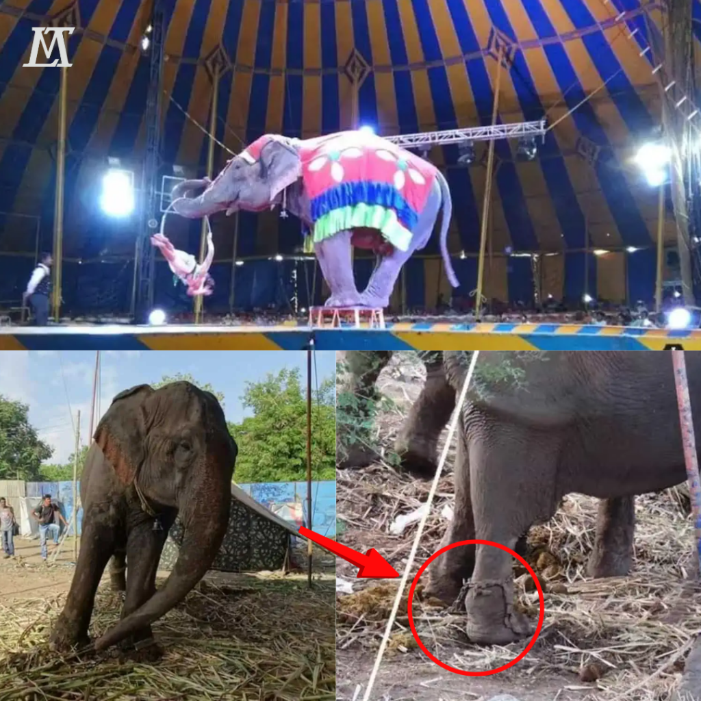 Freedom… in exchange for years of pain! After decades of being chained ...