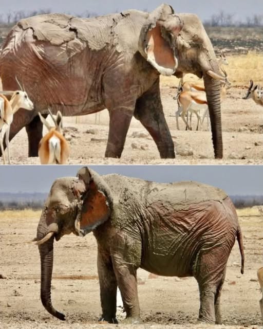 Tragic Lone Giant of Etosha: Badly Burned Bull Elephant Emerges from ...