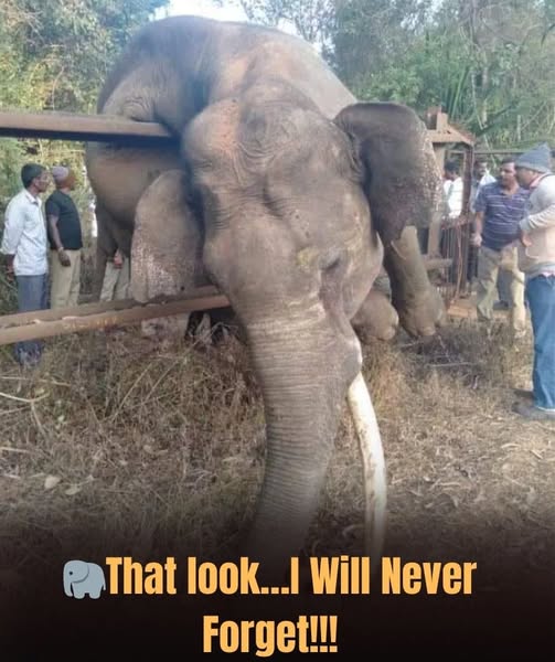 The Old Elephant Who Waited 50 Years to Die Free: F_MU1’s Final Gentle ...