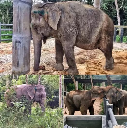 he Last Kiss That Broke a Million Hearts: 70-Year-Old Elephant Says ...
